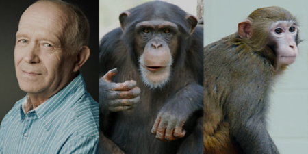 Primate: Understanding Closest Relatives in the Animal Kingdom